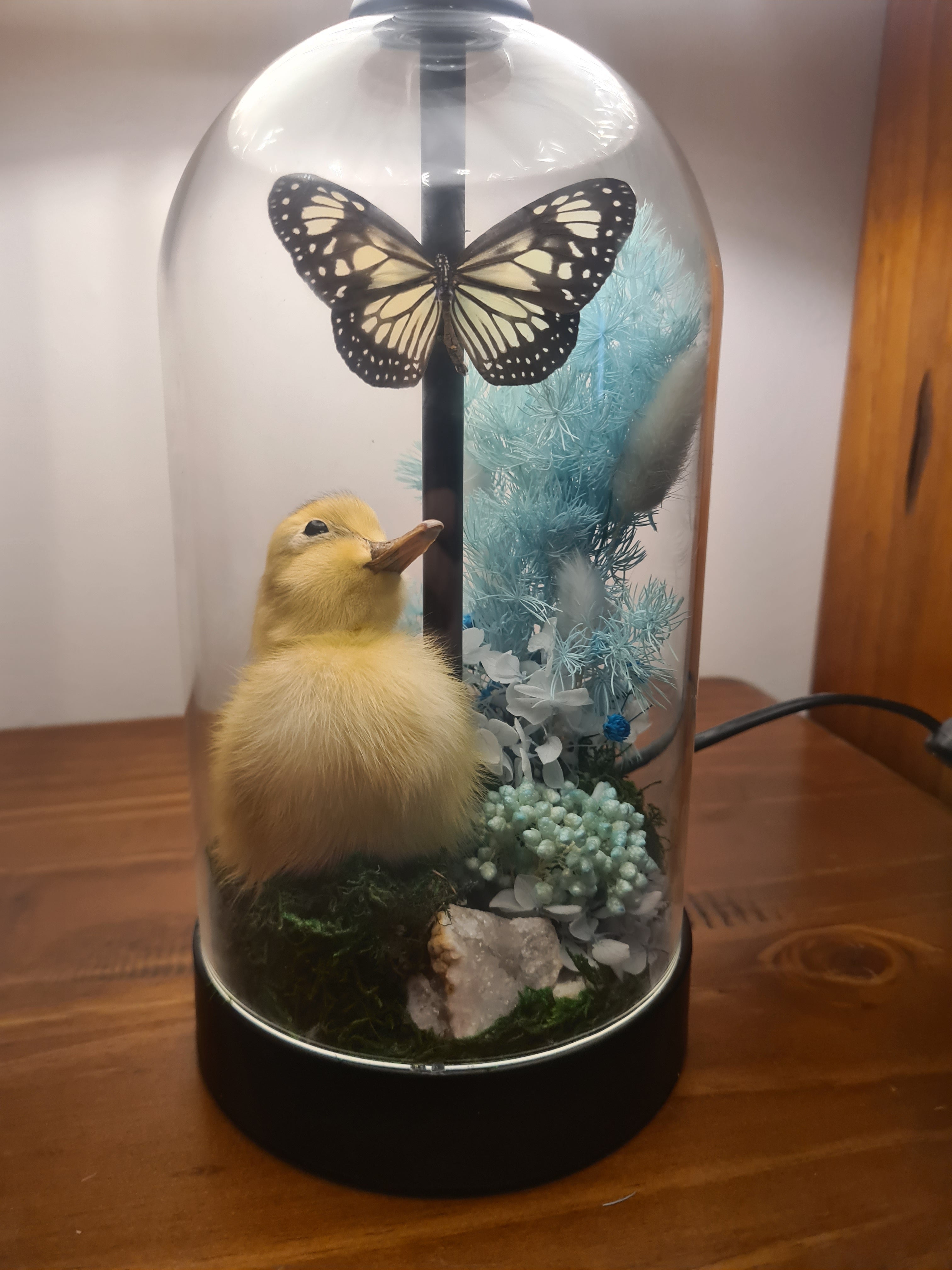 Dome Displays – Mellow's Delightful Oddities